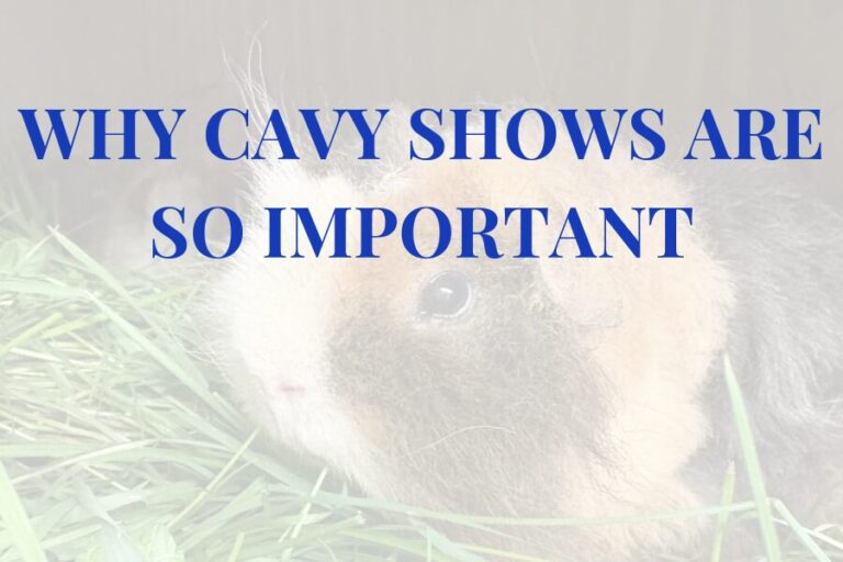 Why Cavy Shows Are So Important - Claremont Cavies